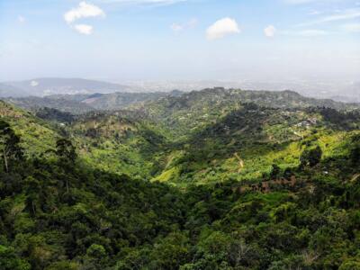 Why Jamaican Blue Mountain Coffee is the World's Ultimate Luxury Brew ...